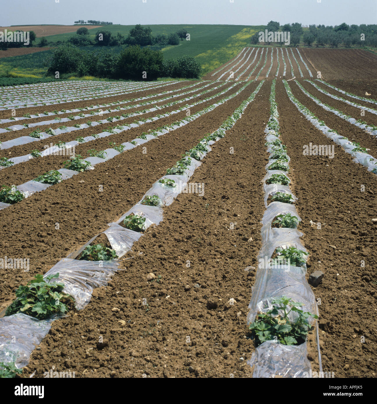 Melon field hi-res stock photography and images - Alamy