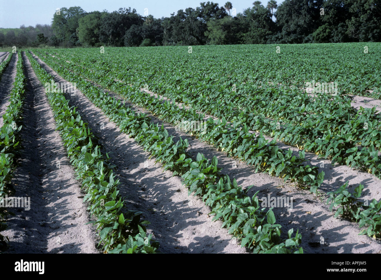 Young soybean crop in rows Apopka Florida USA Stock Photo - Alamy