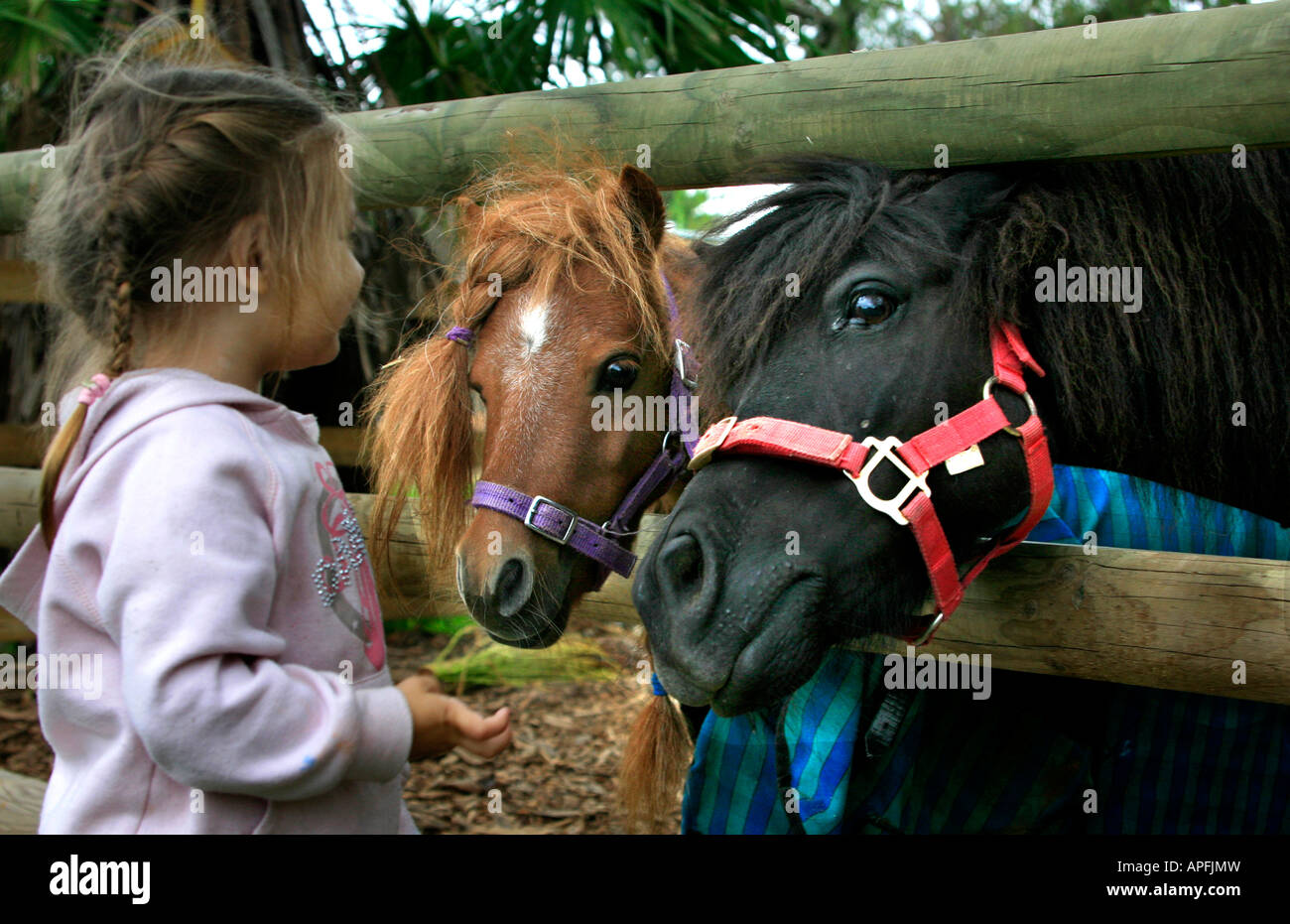 A small child with ponies on a farm Stock Photo - Alamy