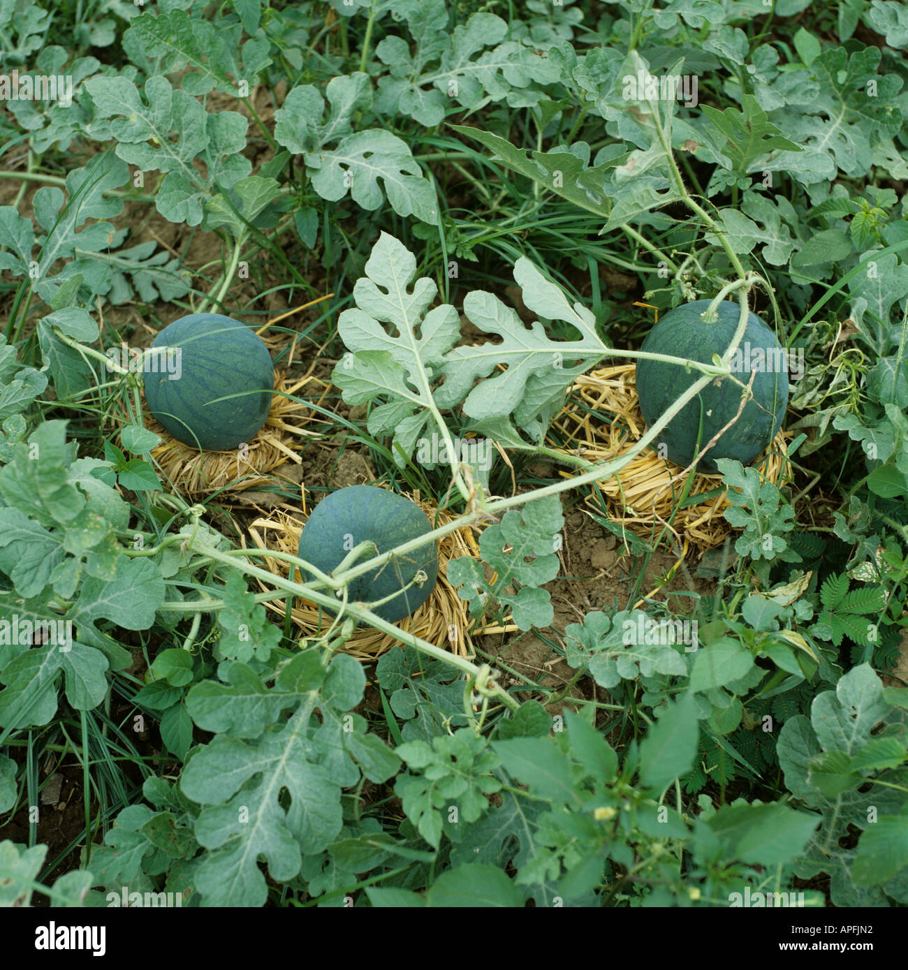 Melon plants hi-res stock photography and images - Alamy