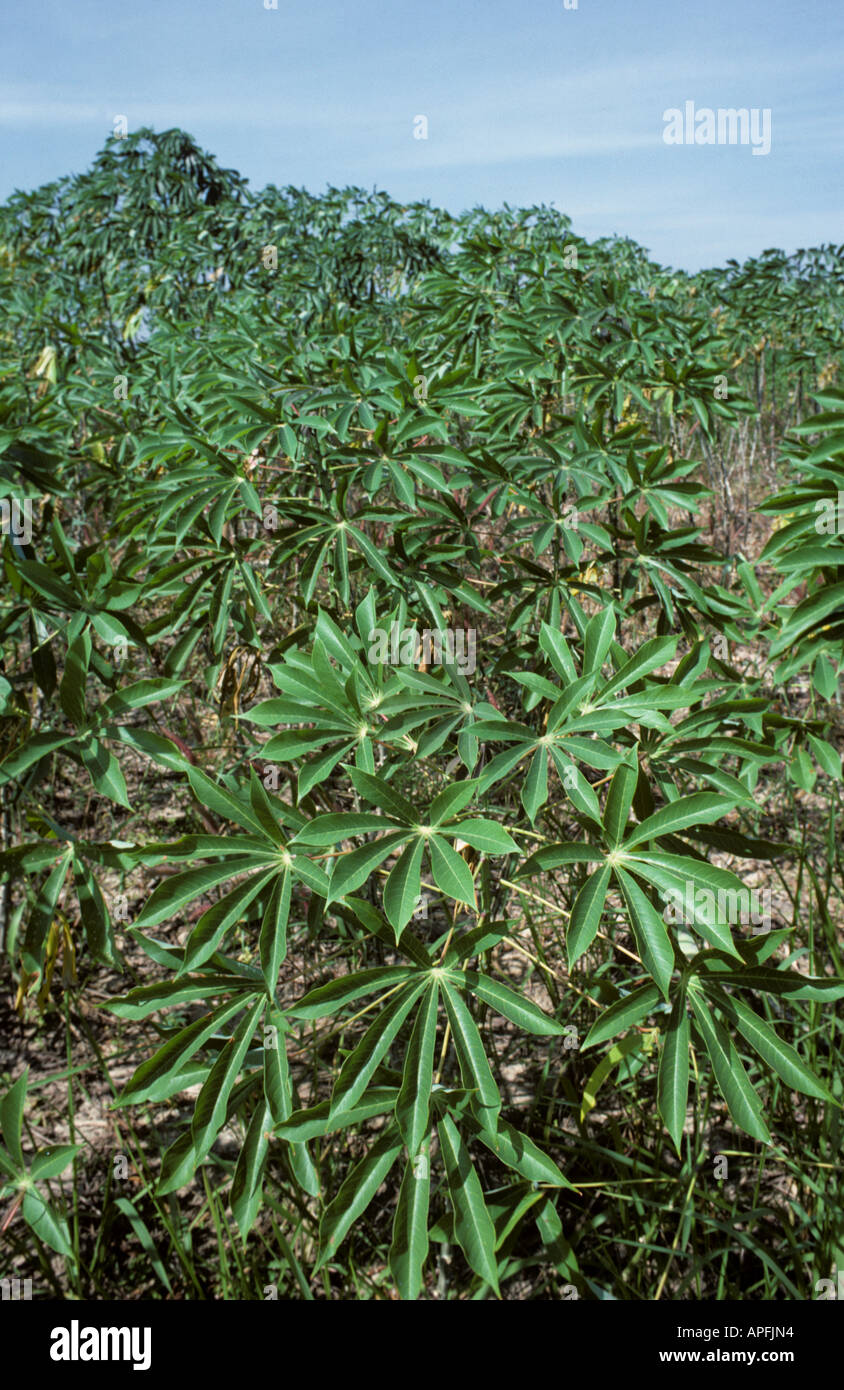 Cassava thailand hi-res stock photography and images - Alamy