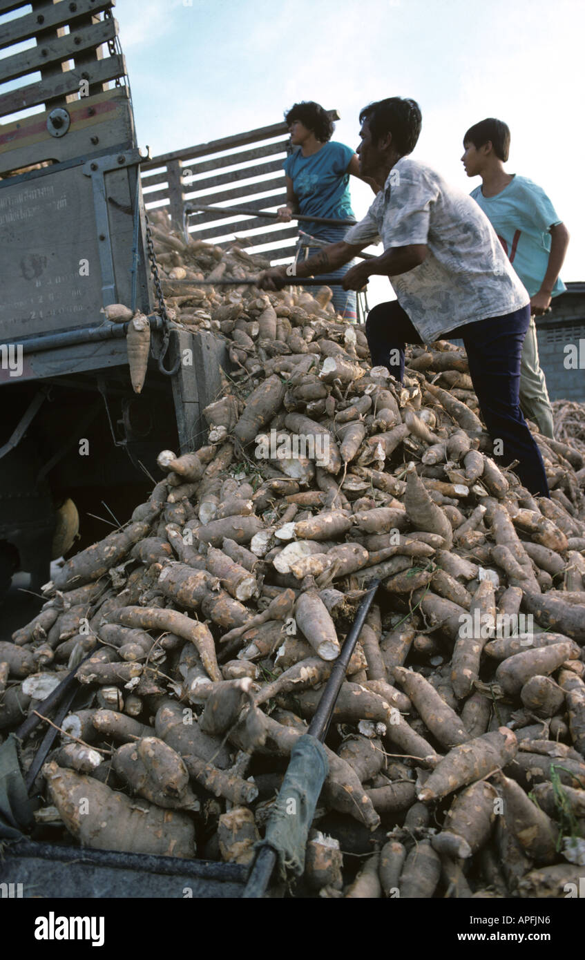 Farmers offloading harvested cassava roots from a lorry Thailand Stock ...