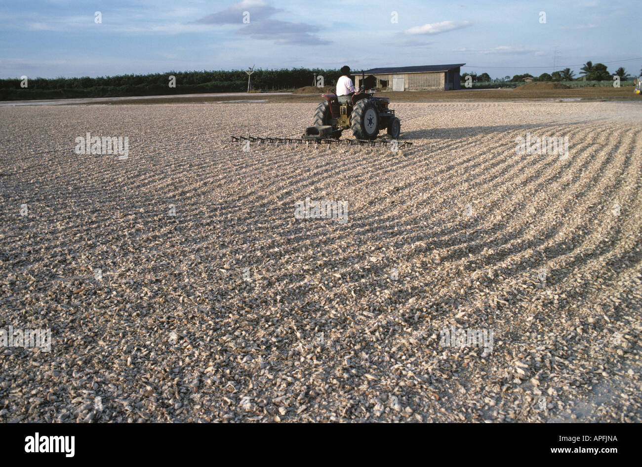 Small tractor raking sun drying chopped cassava root chips Thailand ...