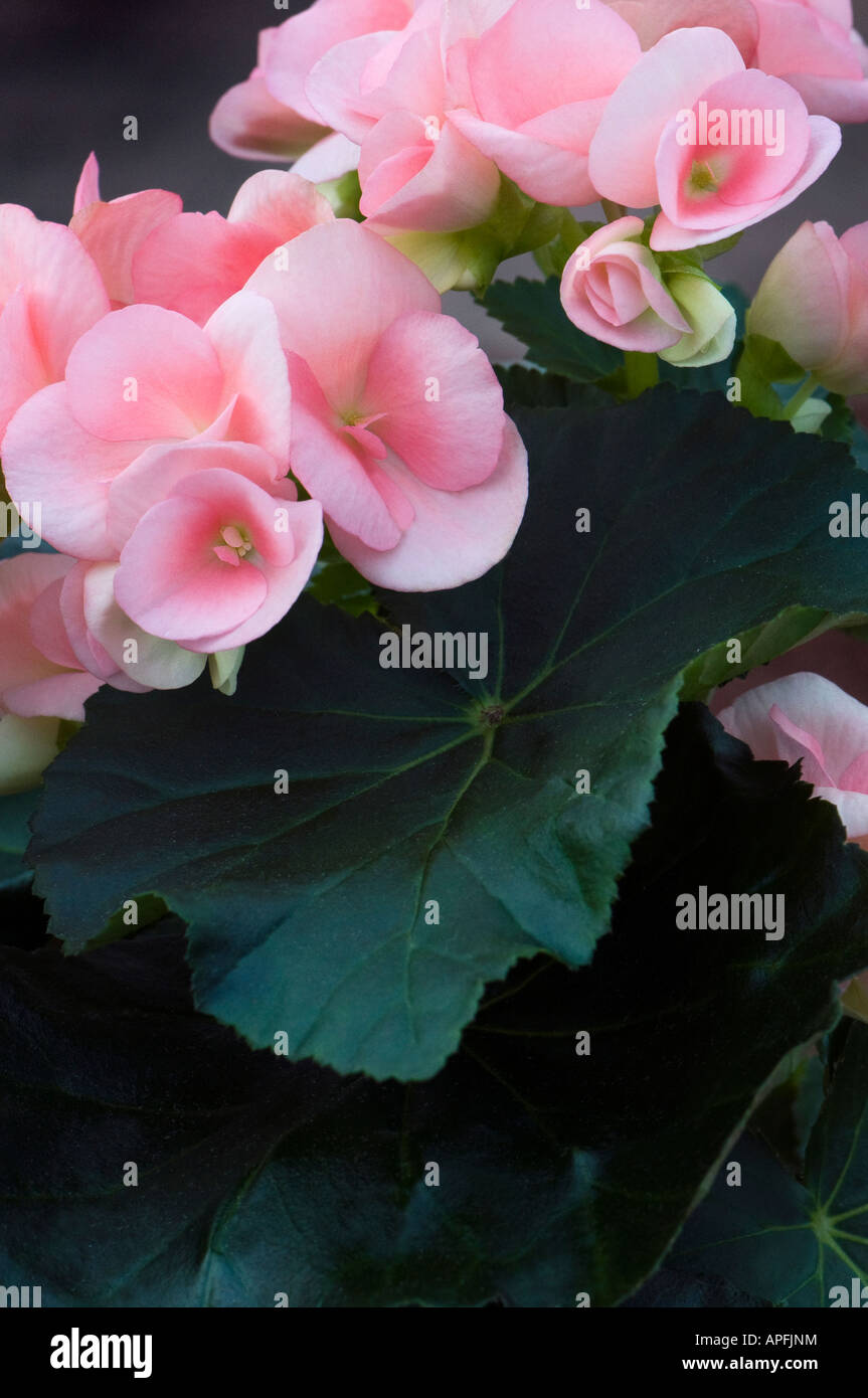 Rex Begonia in pink Stock Photo - Alamy