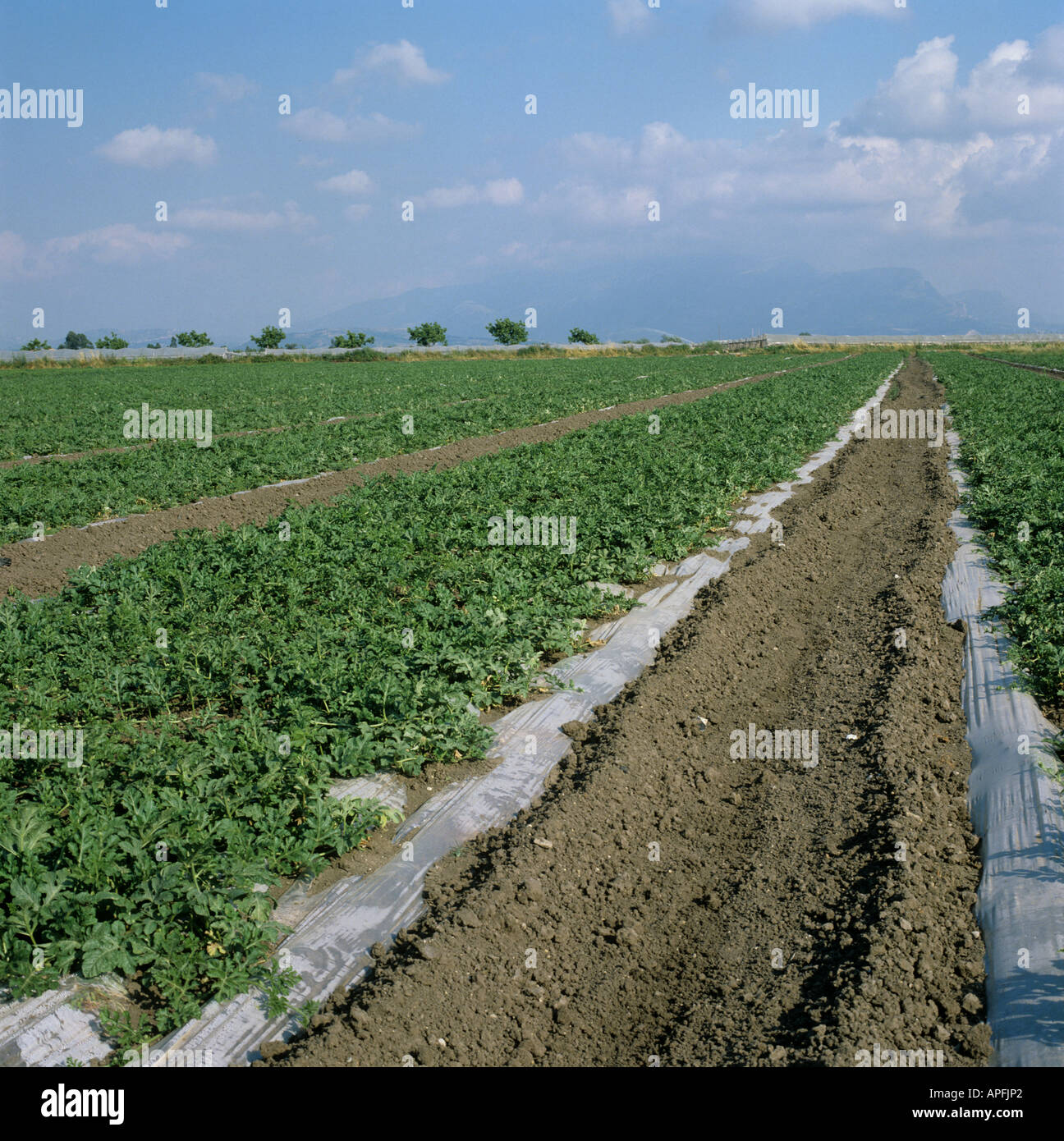 View of water melon crop grown initially under polythene to promote ...