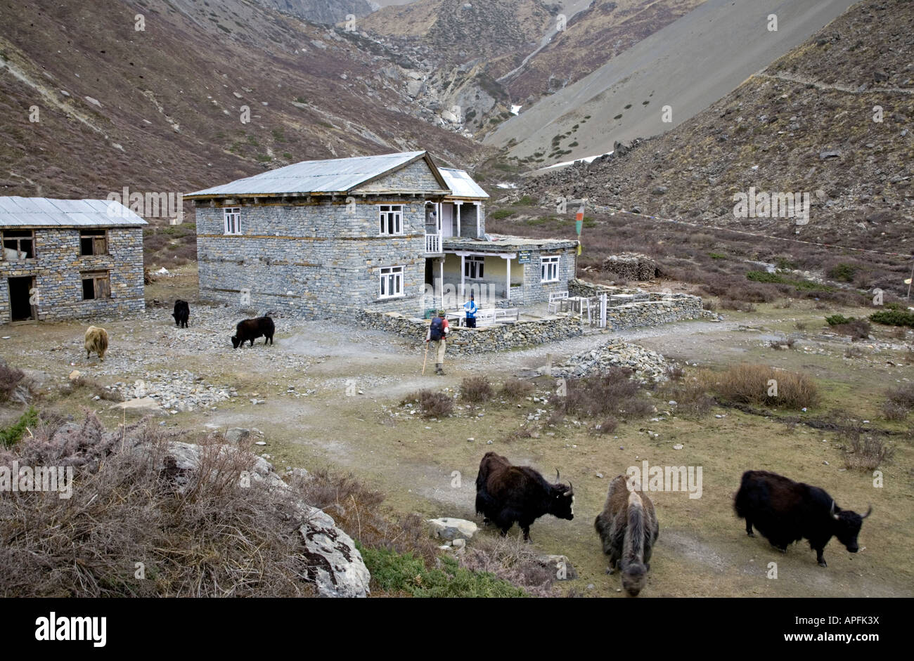 Tilicho basecamp hotel and yaks. Annapurna circuit trek. Nepal Stock ...