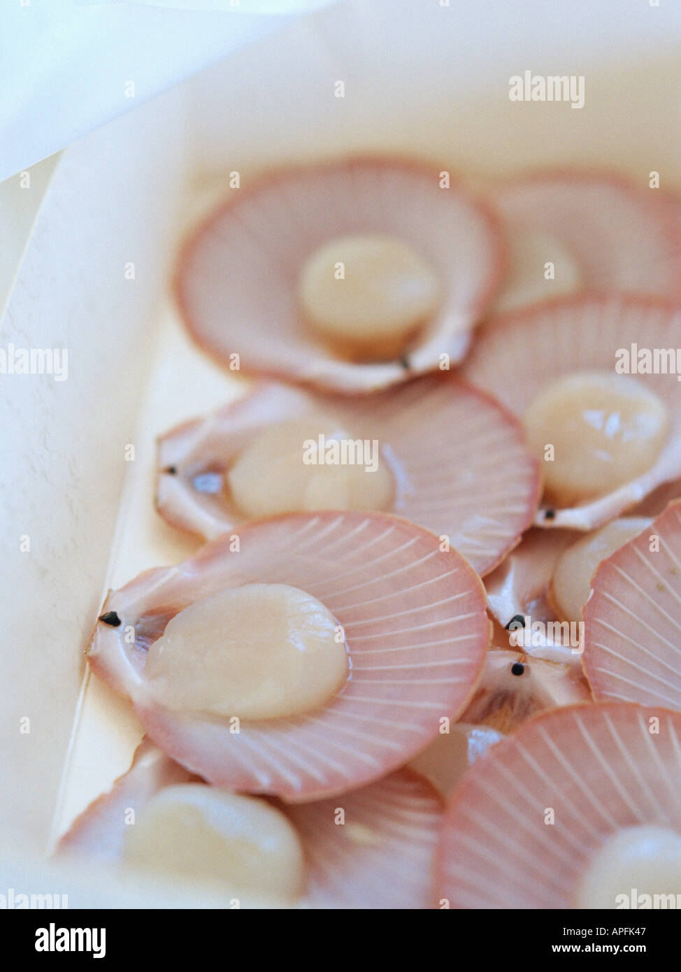 Scallops in box with white paper Stock Photo - Alamy