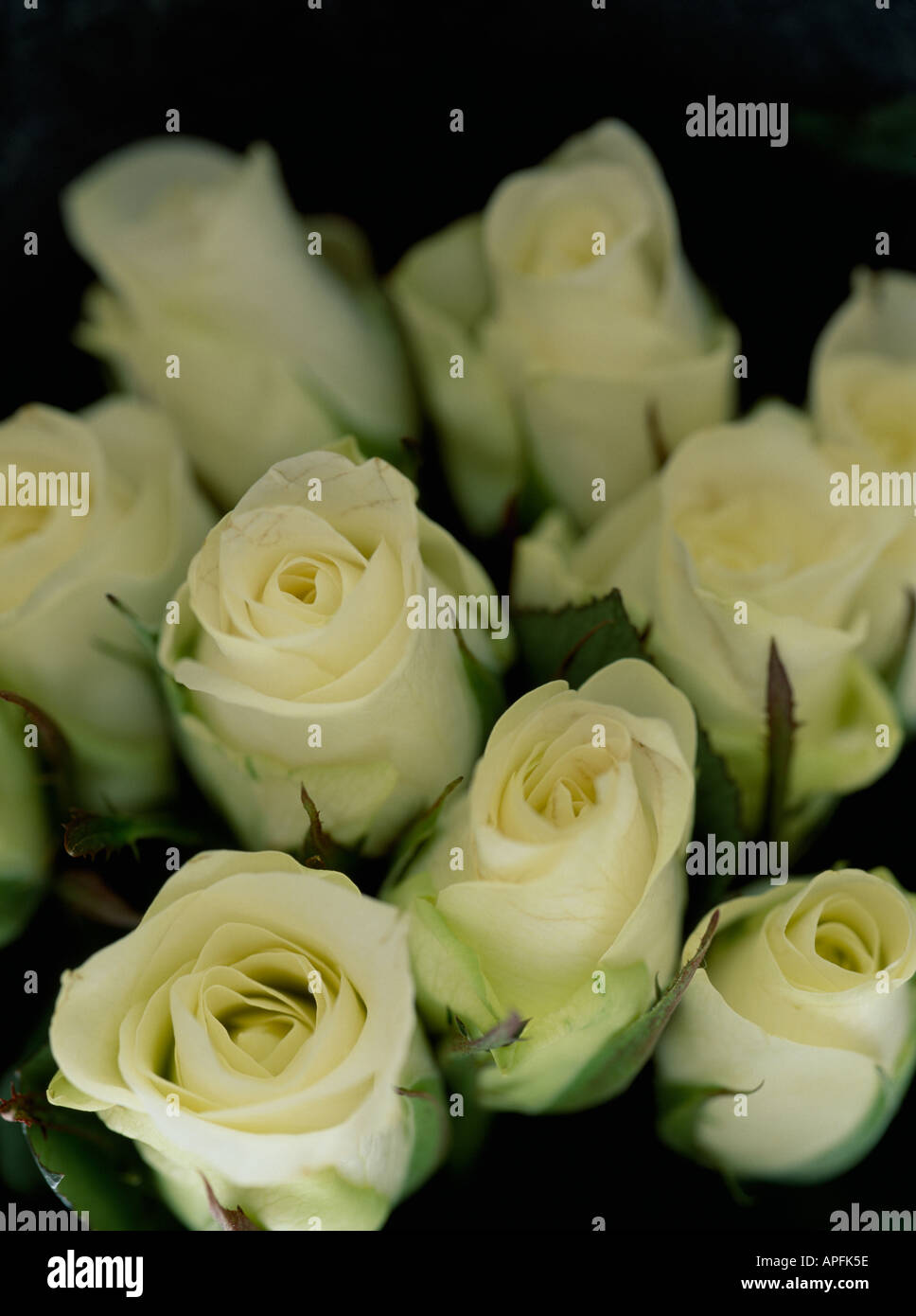 Opening roses hi-res stock photography and images - Alamy