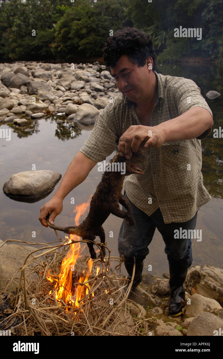 Possum being roasted for food. Mindo Cloud Forest. ECUADOR. South ...
