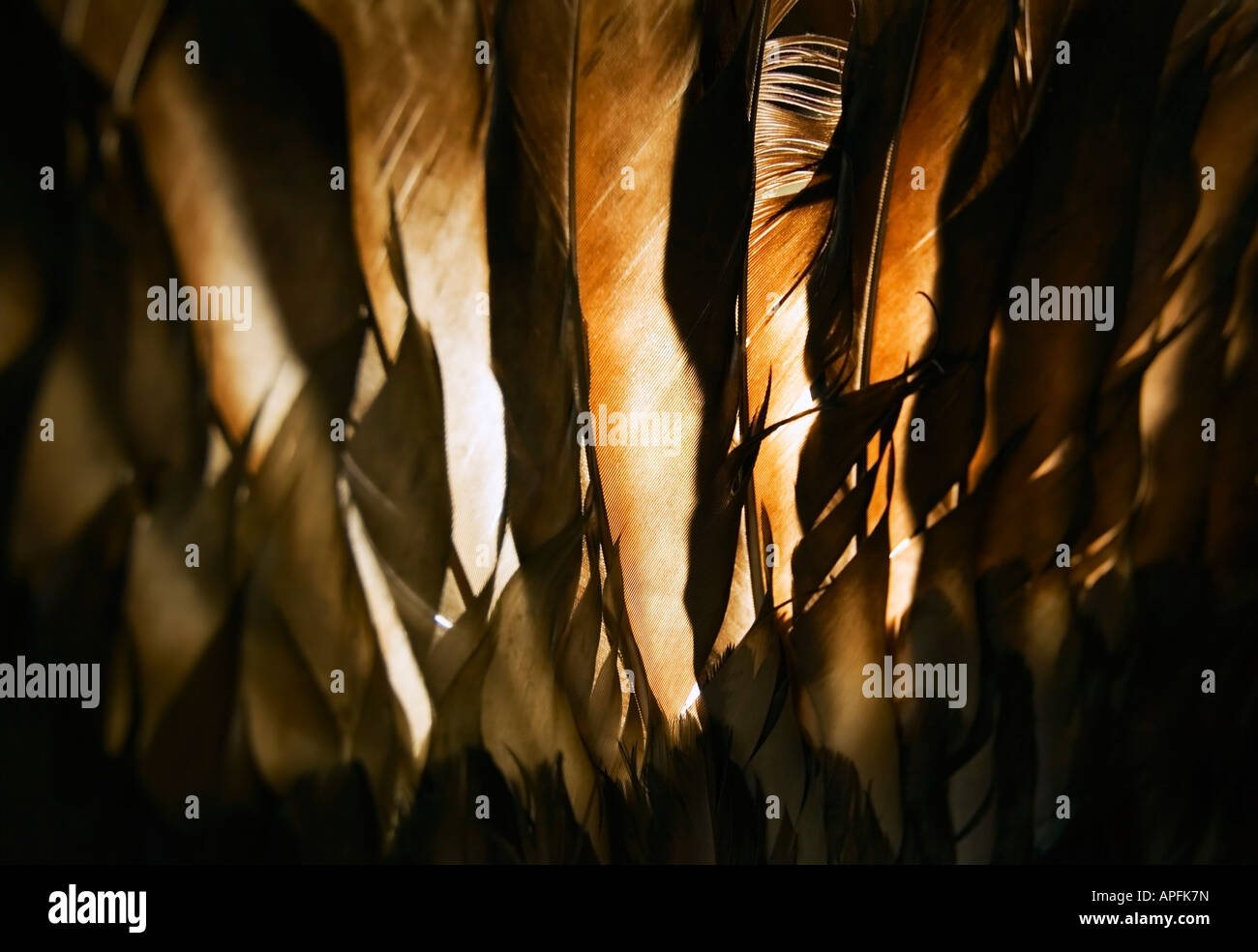 Turkeyfeather hi-res stock photography and images - Alamy