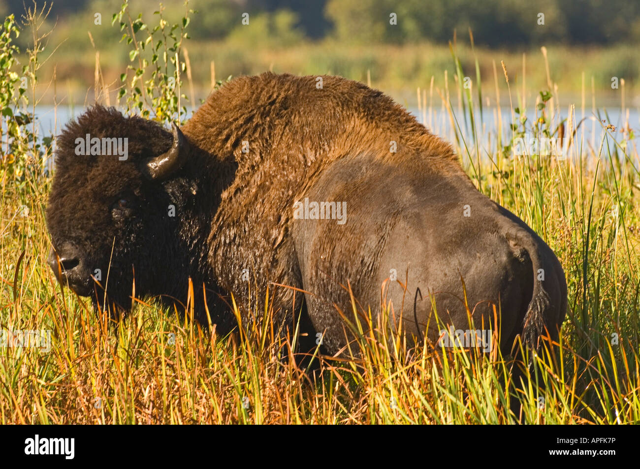An adult male Bison in the reeds Stock Photo - Alamy