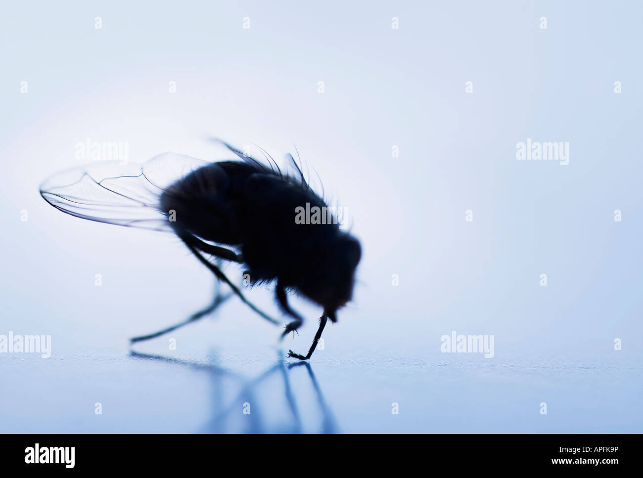 Silhouette of a fly Stock Photo - Alamy