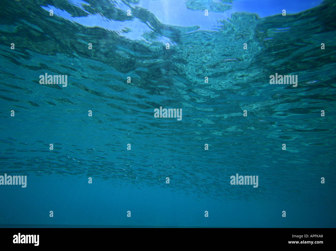 UNDERWATER REFLECTING WAVE SURFACE Stock Photo - Alamy