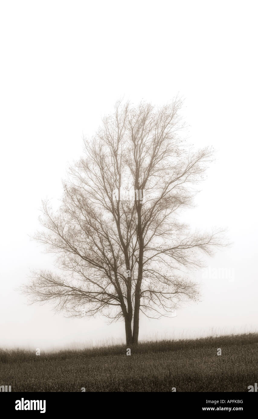 Lone tree in the mist Stock Photo - Alamy