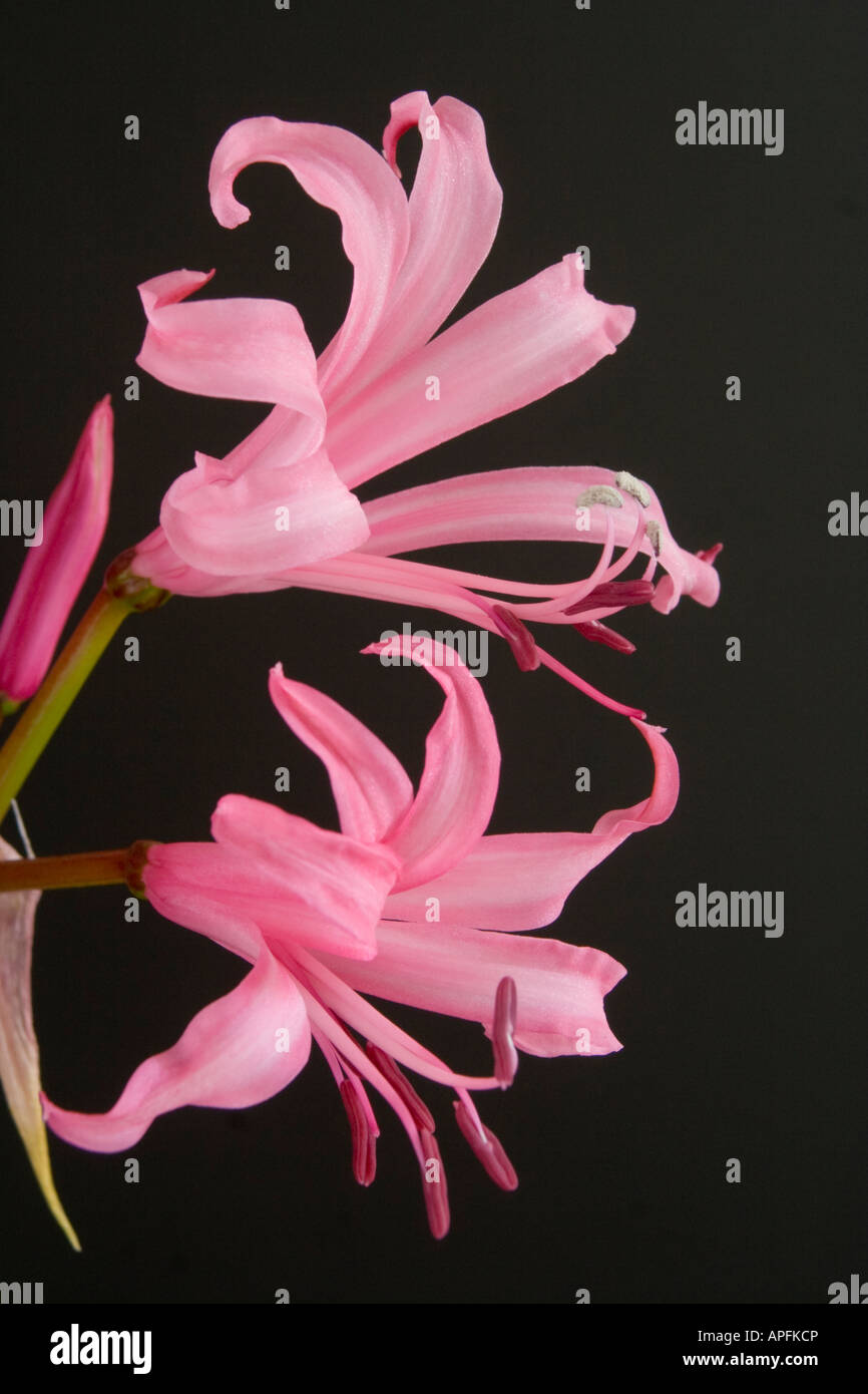 nerine bowdenii flowerhead Stock Photo - Alamy