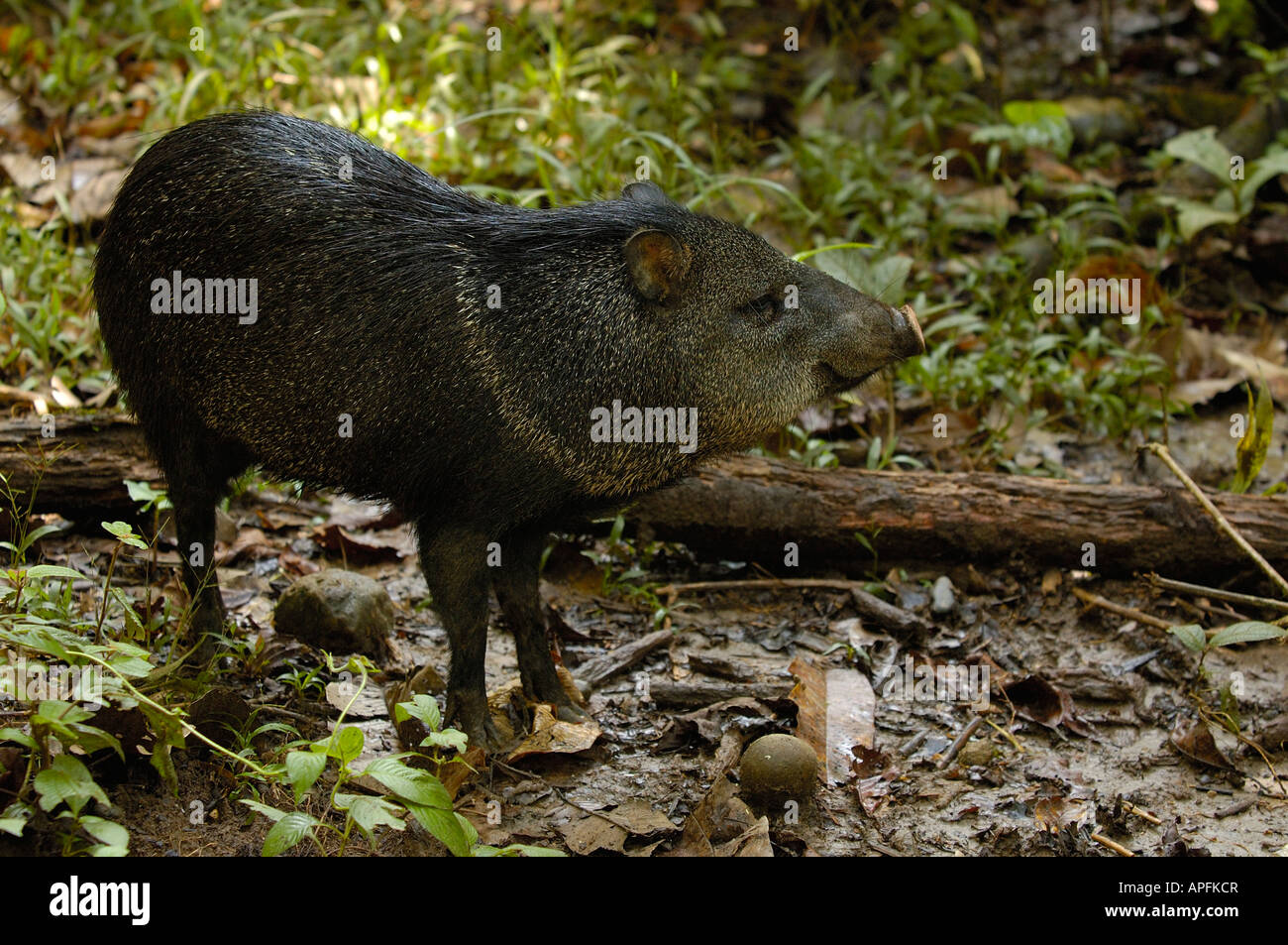 Collared Peccary (Tayassu tajacu) ?. Amazon Rain Forest. ECUADOR. South ...