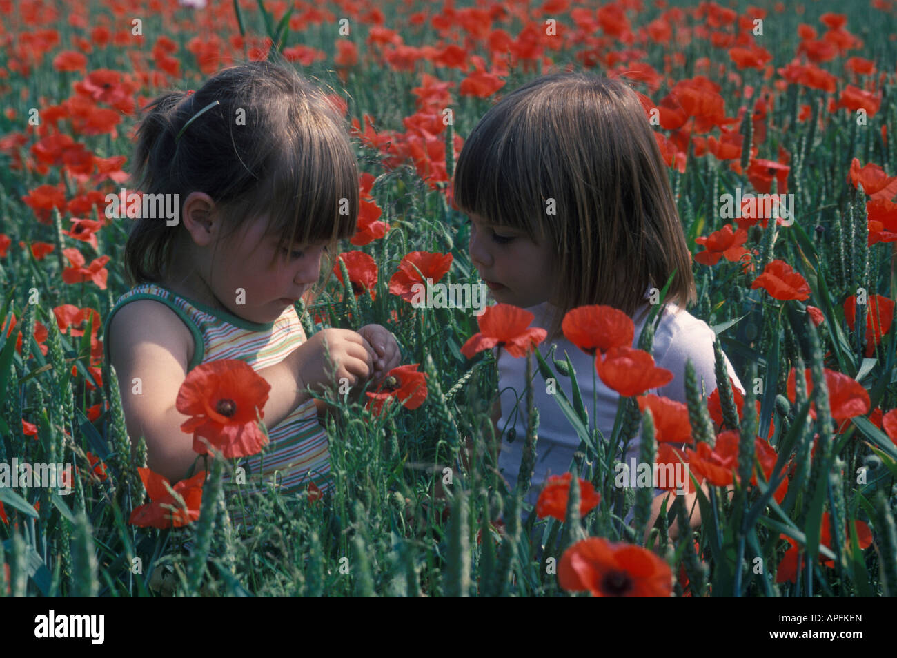 child looking at a flower in a field of poppies Stock Photo - Alamy