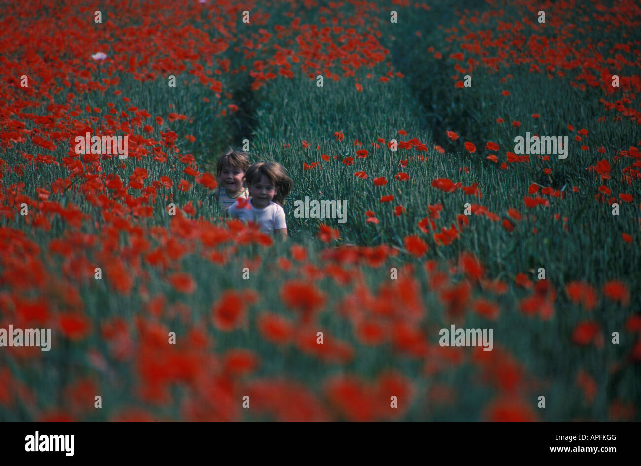 children running in a poppy field Stock Photo - Alamy