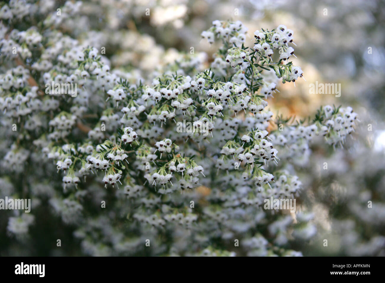 Black eyed heather hi-res stock photography and images - Alamy