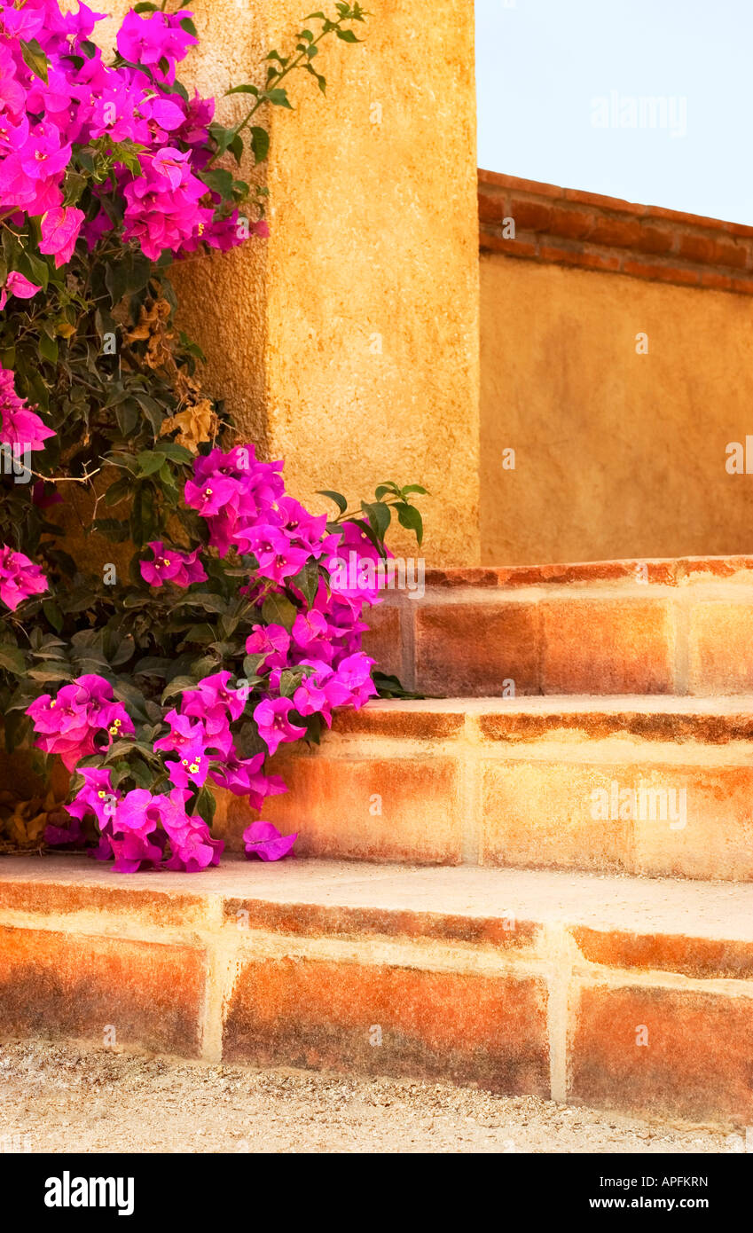 Steps with flowers Stock Photo - Alamy
