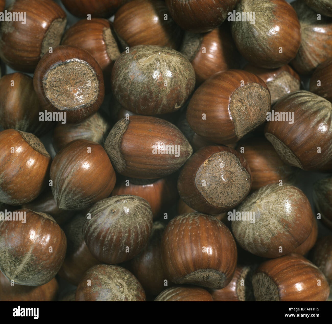 Hazel nuts in their shells Stock Photo - Alamy