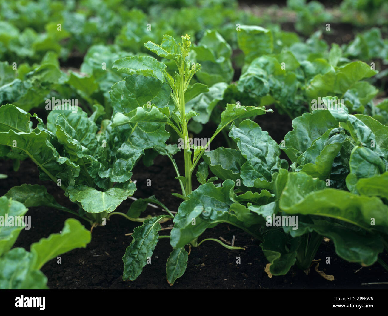 Weed beet bolter in young sugar beet crop Beta vulgaris Stock Photo - Alamy