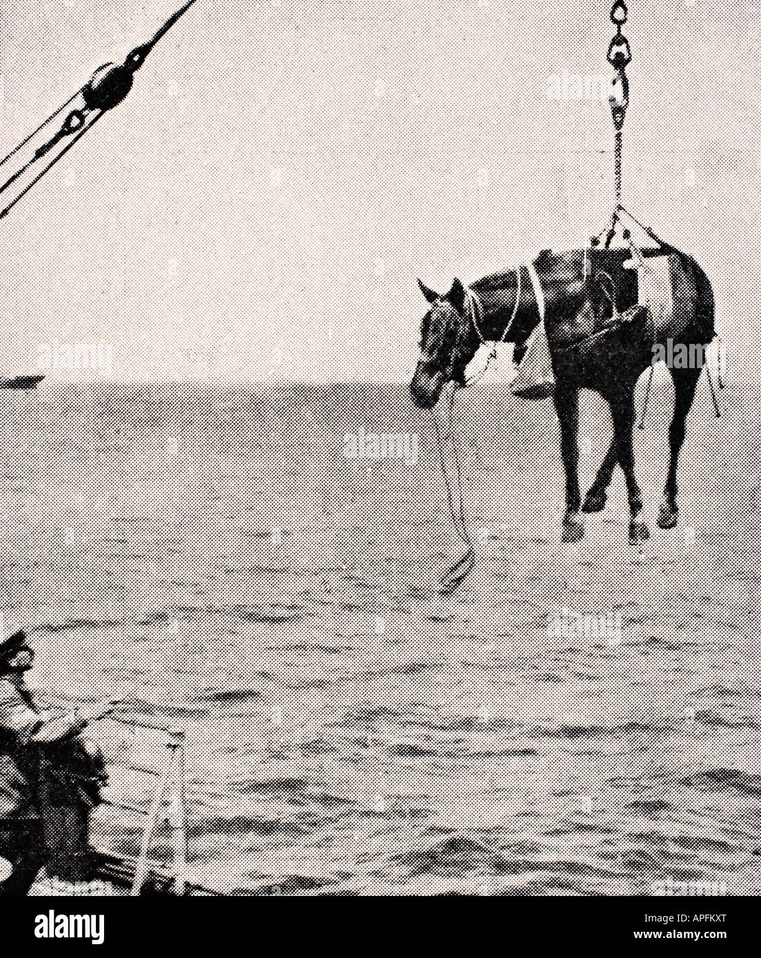First world war horse hi-res stock photography and images - Alamy