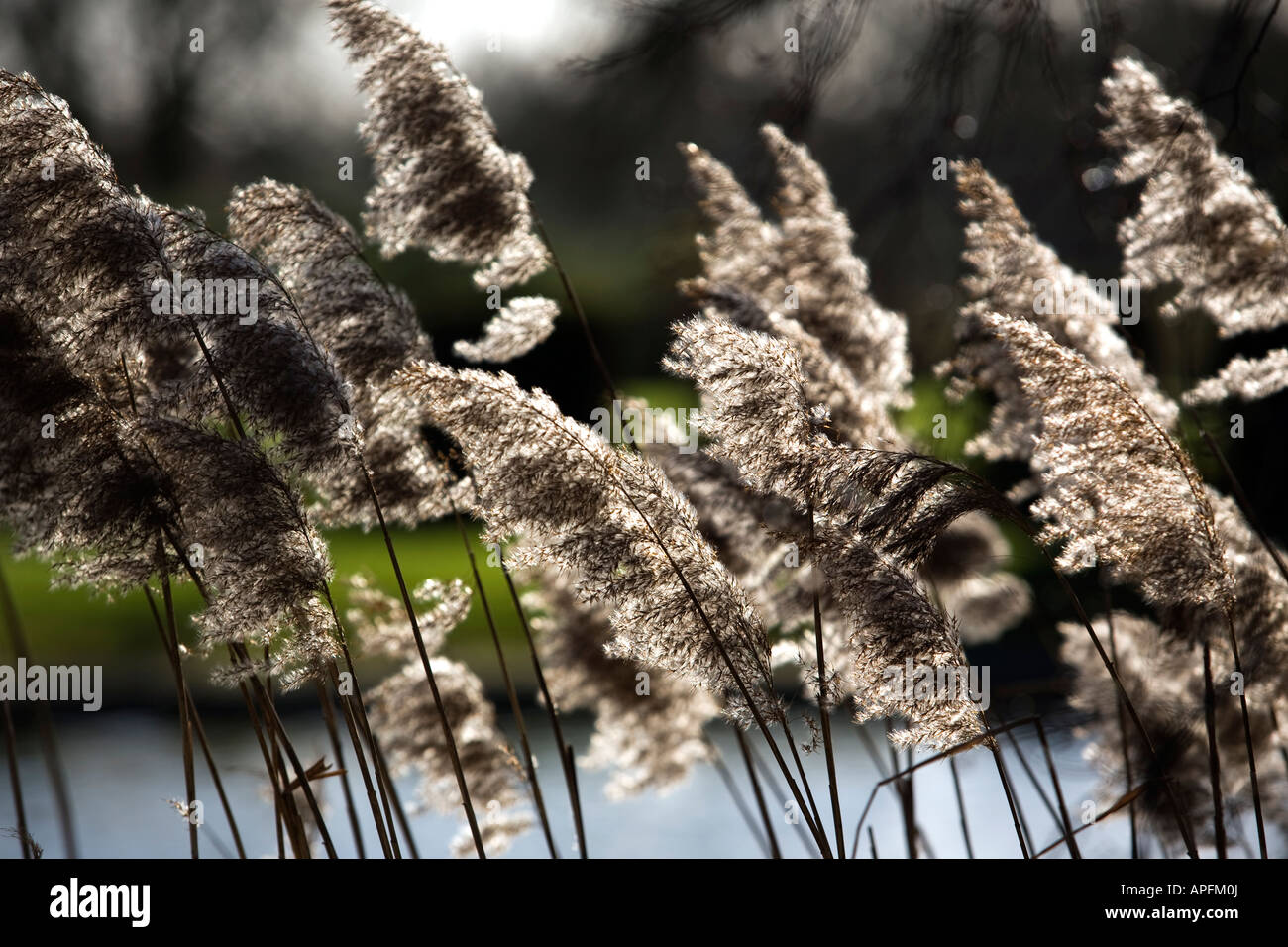 Bulrush reeds on the banks of the river Avon Stratford upon Avon ...