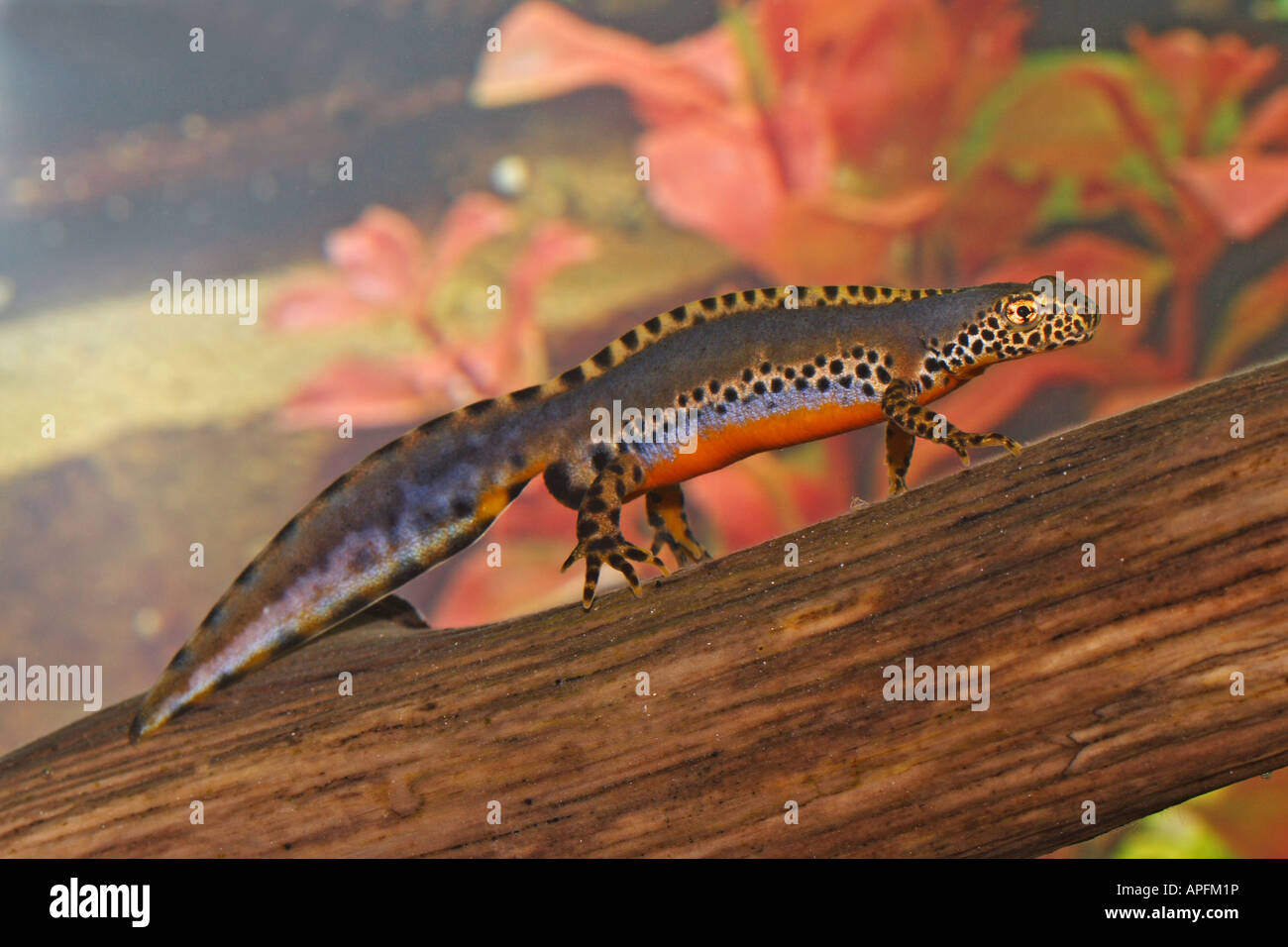 Alpine Newt (Triturus alpestris) male during breeding colours Stock ...