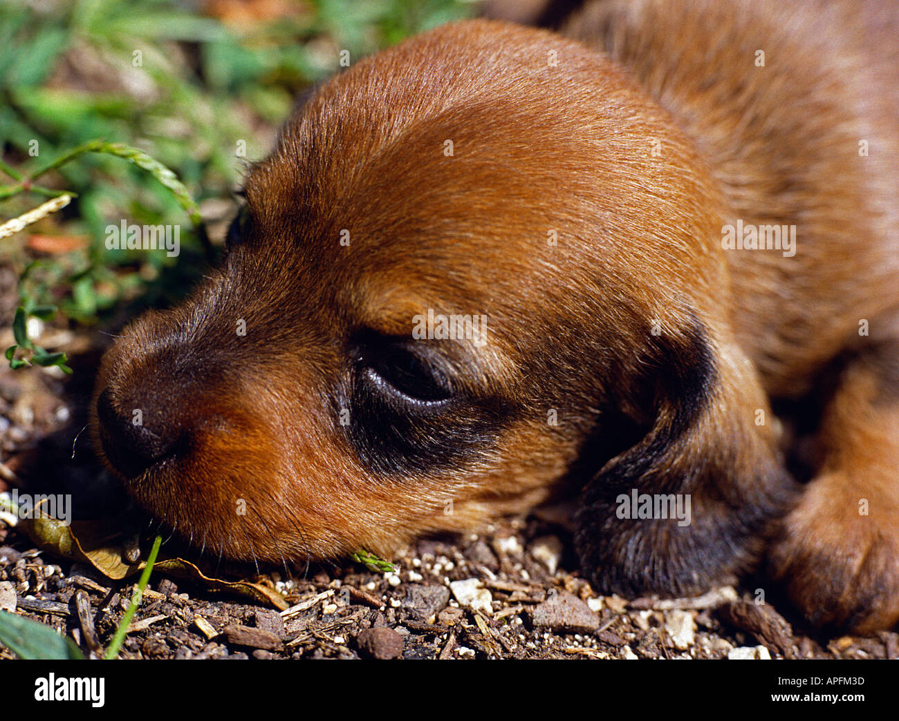 little whelp puppy of a Dachshund sleeping on ground earth view of head ...
