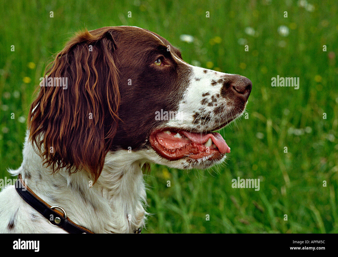French hound hi-res stock photography and images - Alamy
