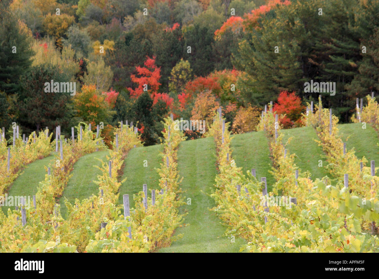 Michigan Leelanau Peninsula,Traverse City,Willow Vineyards,vineyard ...
