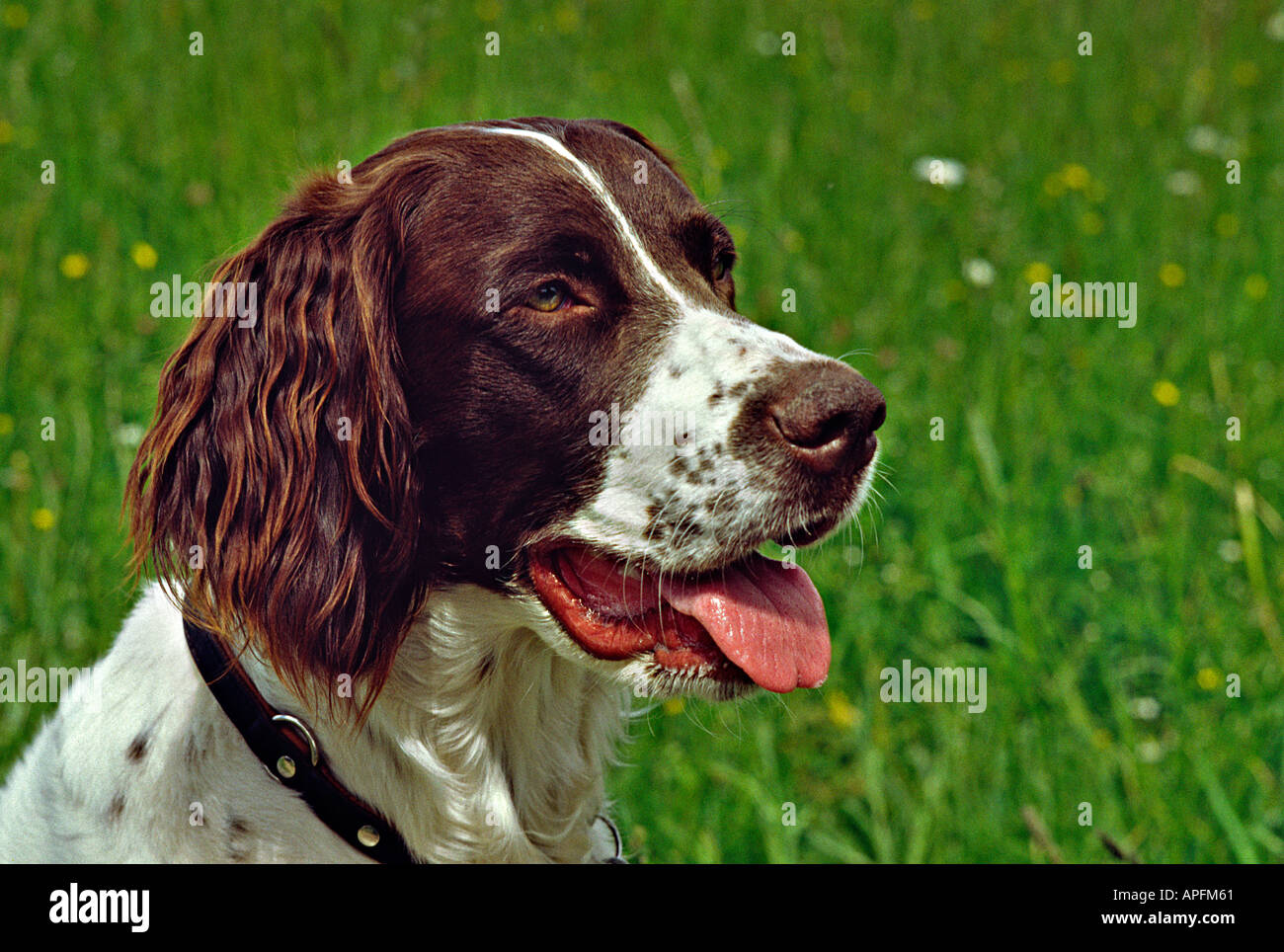 French hound hi-res stock photography and images - Alamy