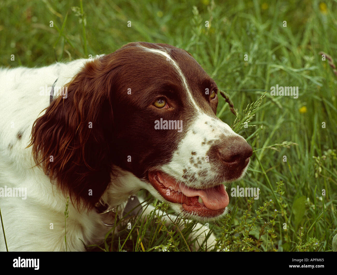 dog portrait of an Epagneul francais french hound lying on grass ...