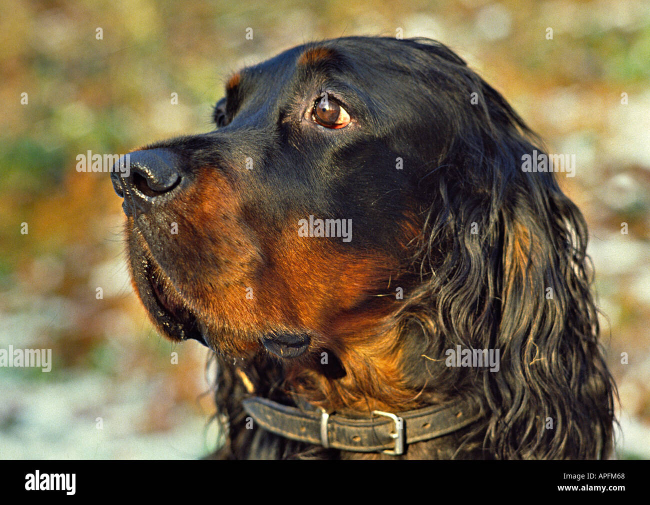 Dog portrait Gordon Setter view from head Stock Photo - Alamy