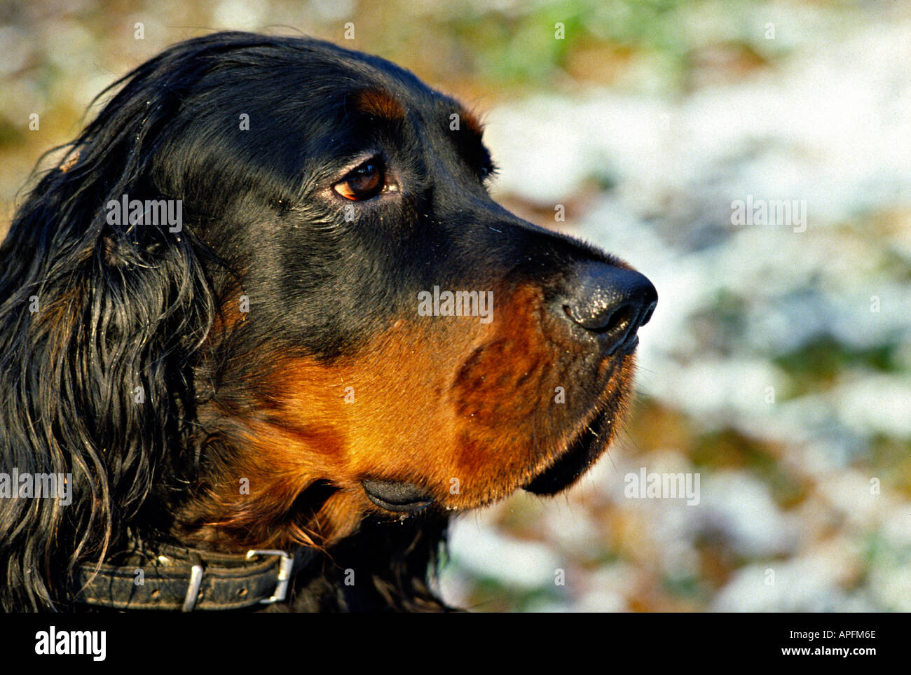 Dog portrait Gordon Setter side view from head Stock Photo - Alamy