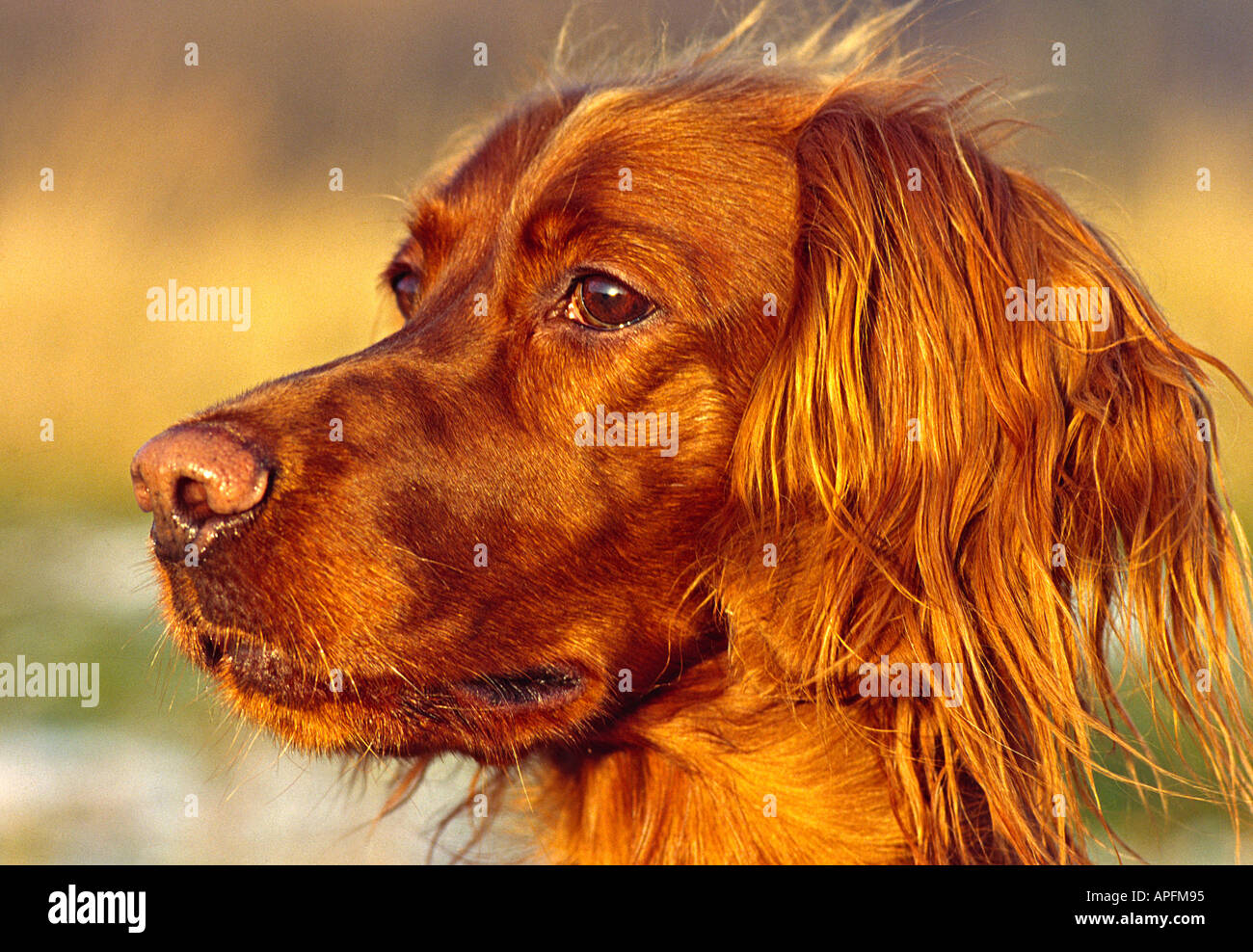 A irish setter hi-res stock photography and images - Alamy