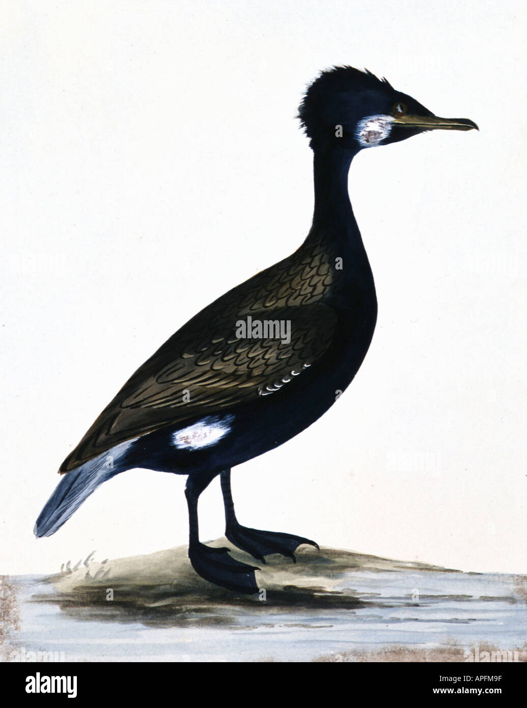 William Lewin The Birds of Great Britain with their eggs accurately ...
