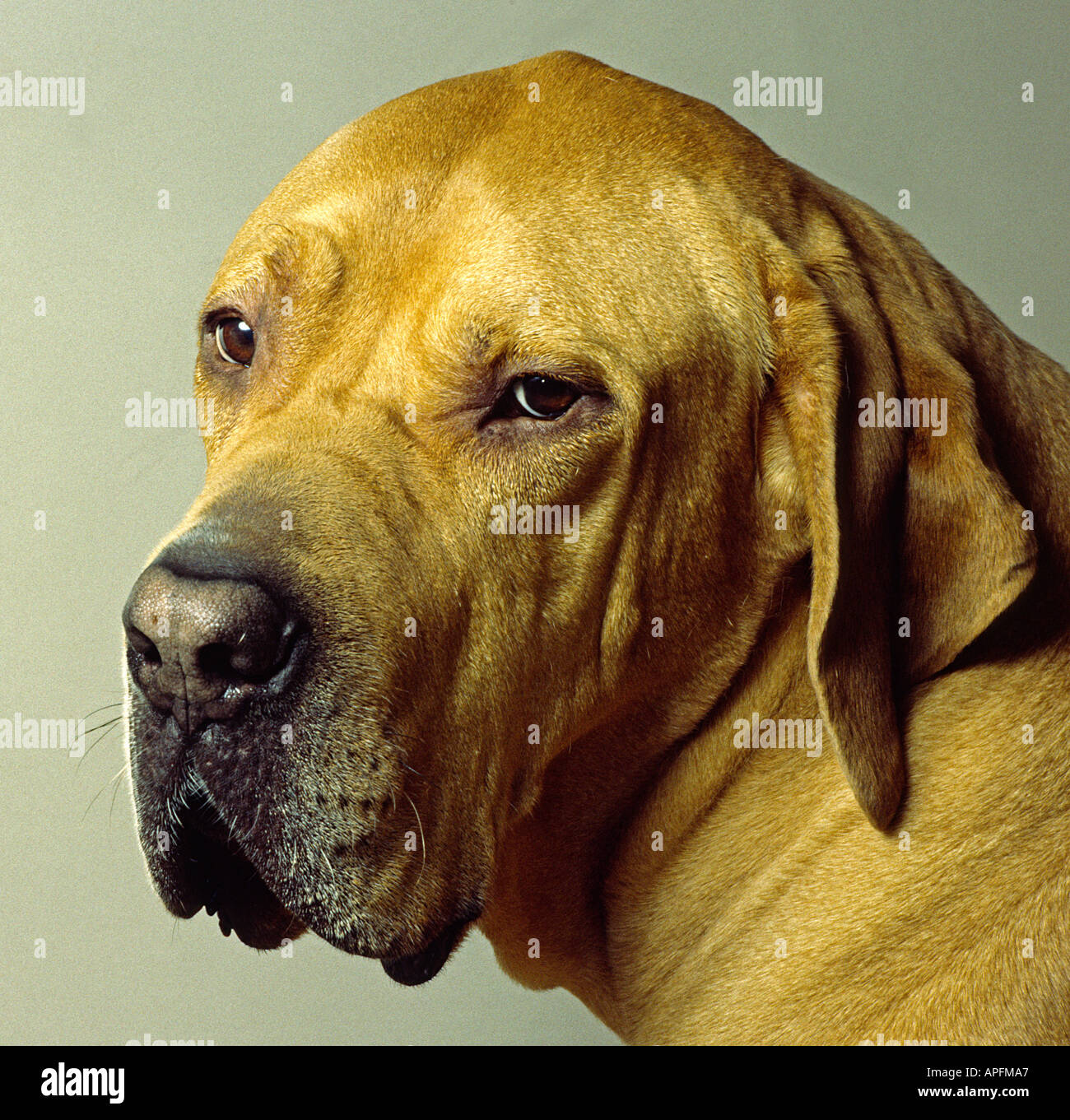 dog kennel portrait of a Molosser Bulldog view of head Stock Photo - Alamy