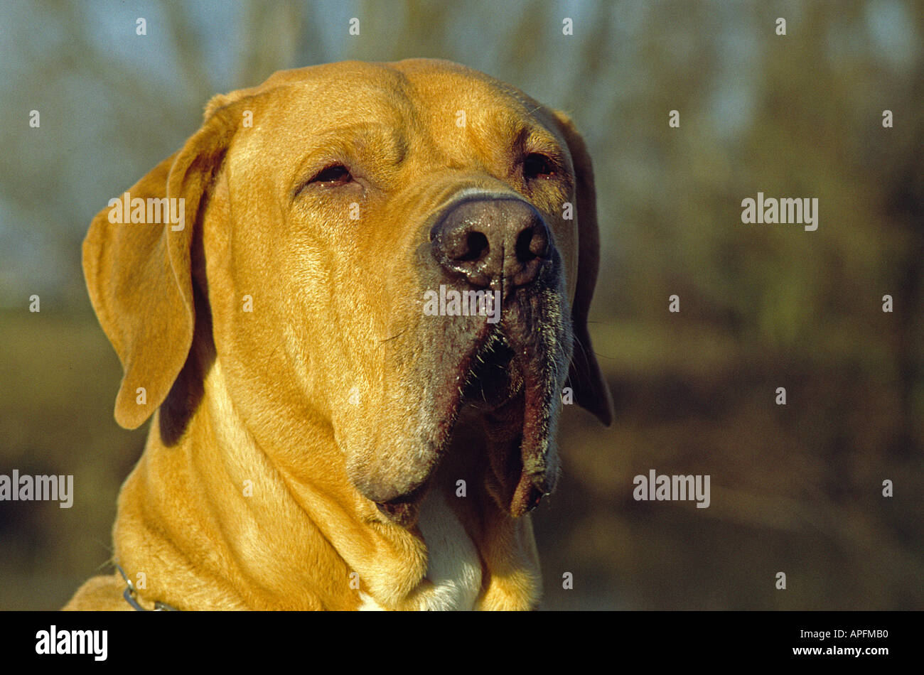 Molosser hi-res stock photography and images - Alamy