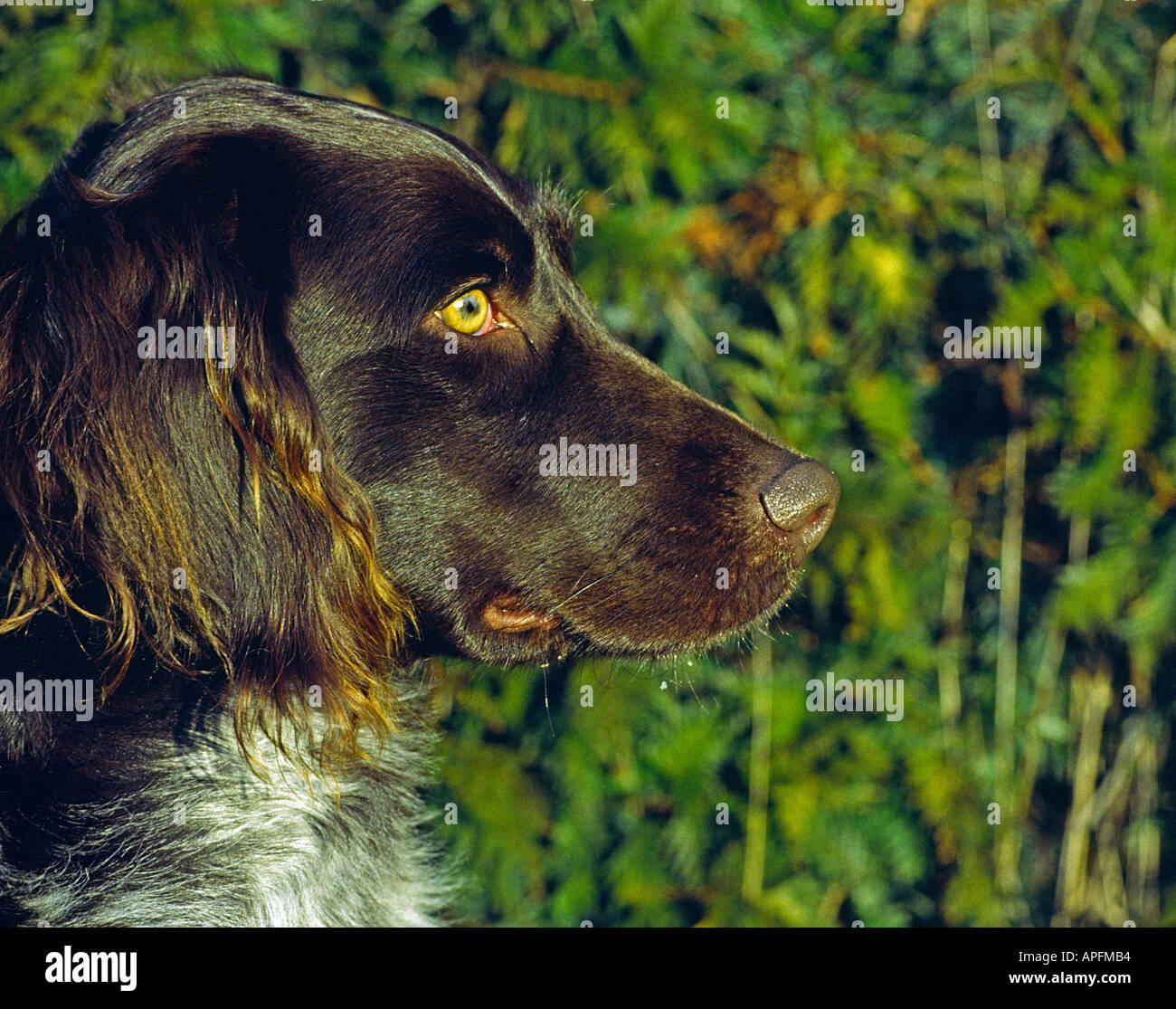 dog kennel portrait of a Münsterländer Muensterlaender side view of ...