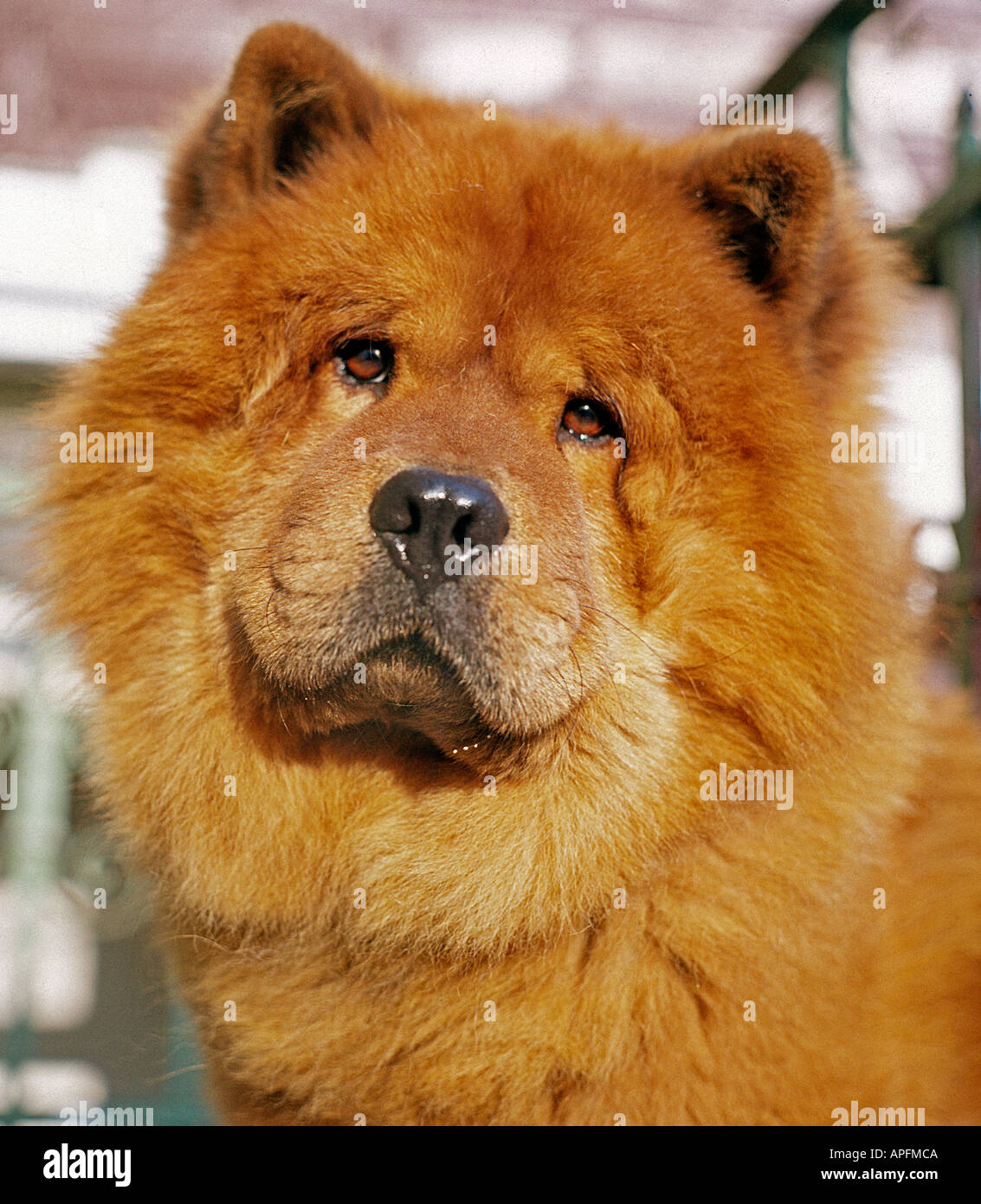 dog kennel portrait of a Chow Chow concerned look Stock Photo - Alamy