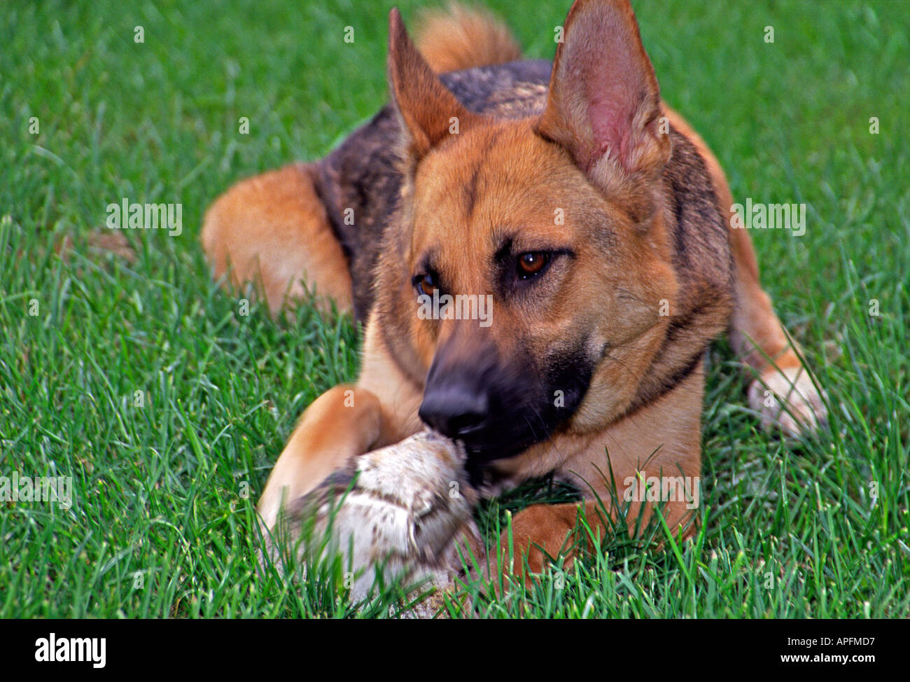 dog kennel German Shepperd lying in grass biting a football playing ...