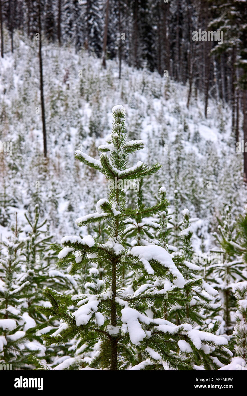 Snow covered forest Stock Photo - Alamy