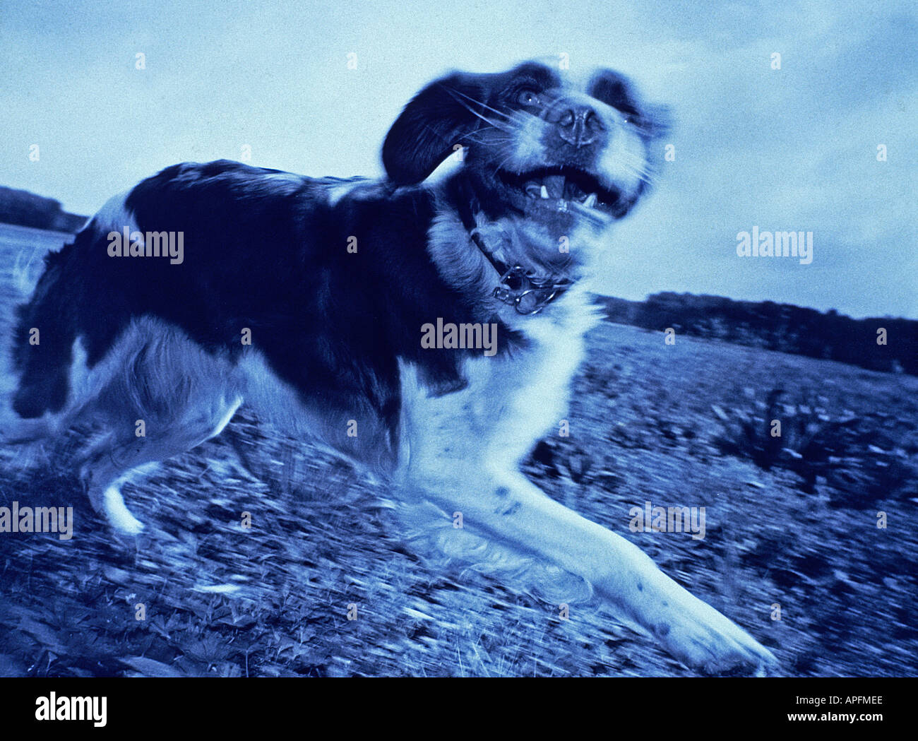 barking dog running in the nature Stock Photo - Alamy