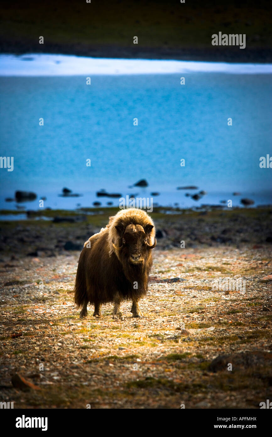 Buffalo in the Arctic Stock Photo - Alamy
