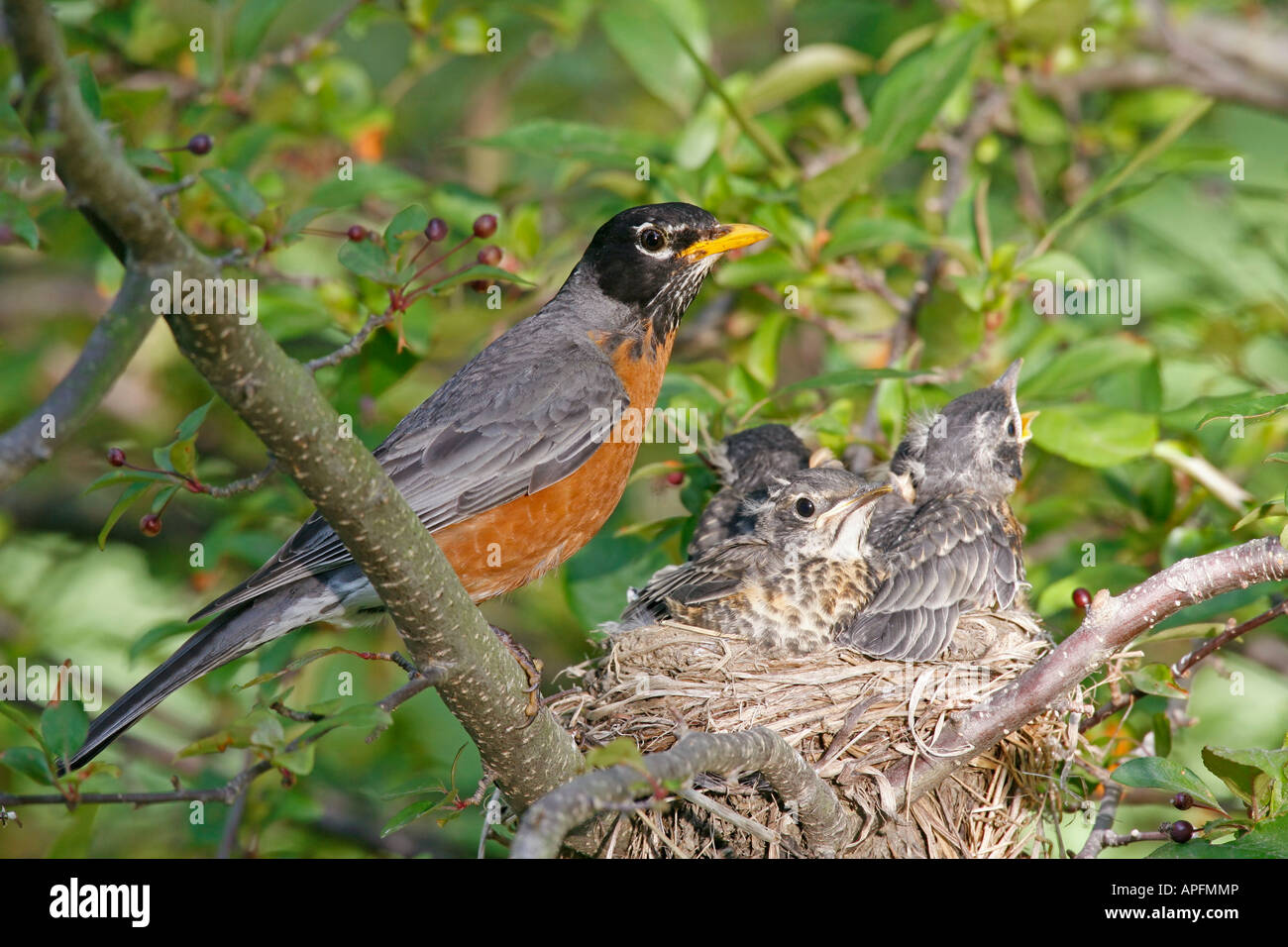American robin with nestlings hi-res stock photography and images - Alamy