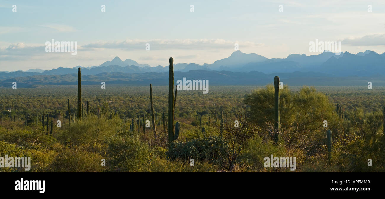 Desert landscape of Baja California, Mexico Stock Photo - Alamy