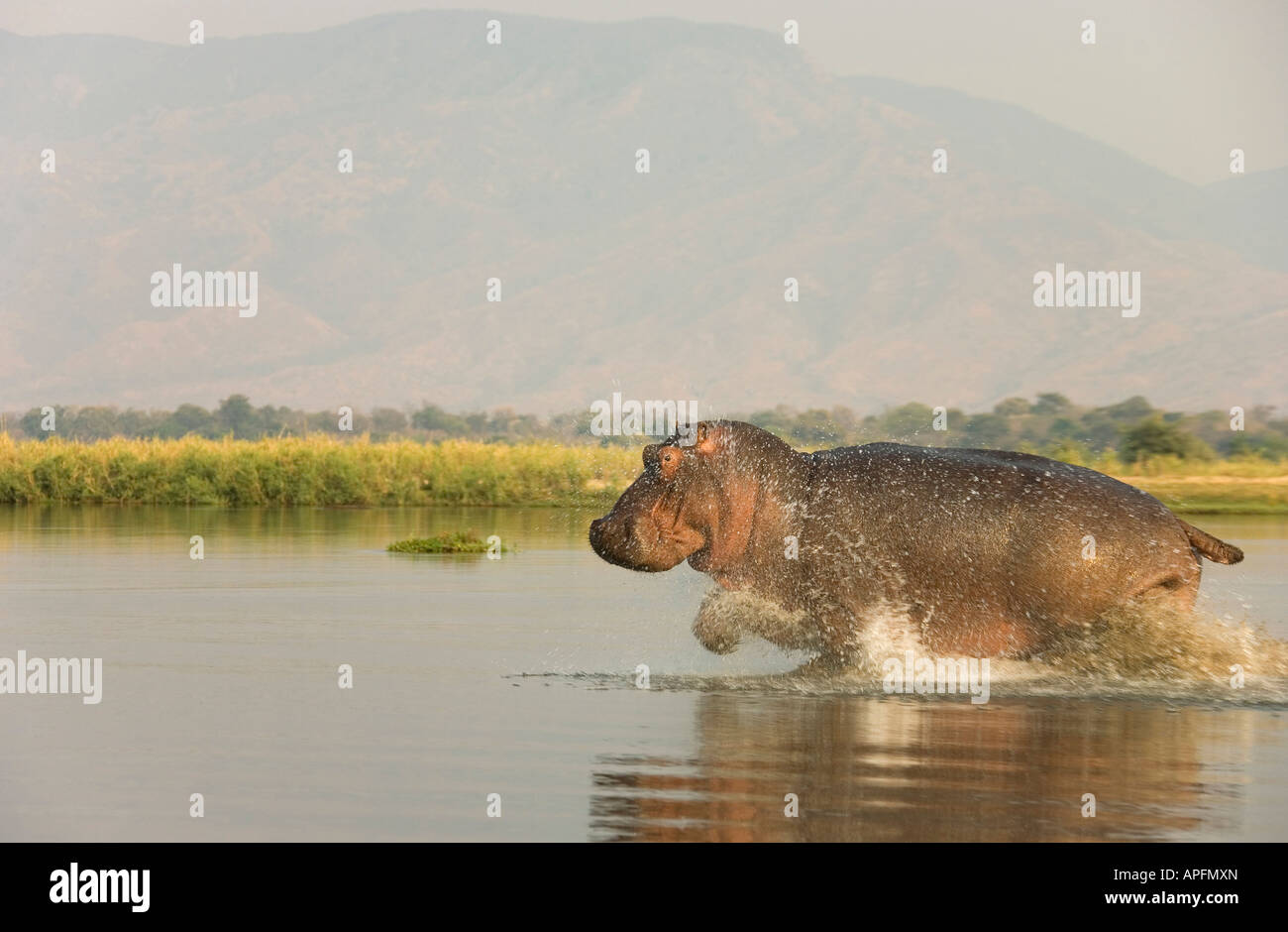 Hippopotamus (Hippopotamus amphibius), startled bull running through ...