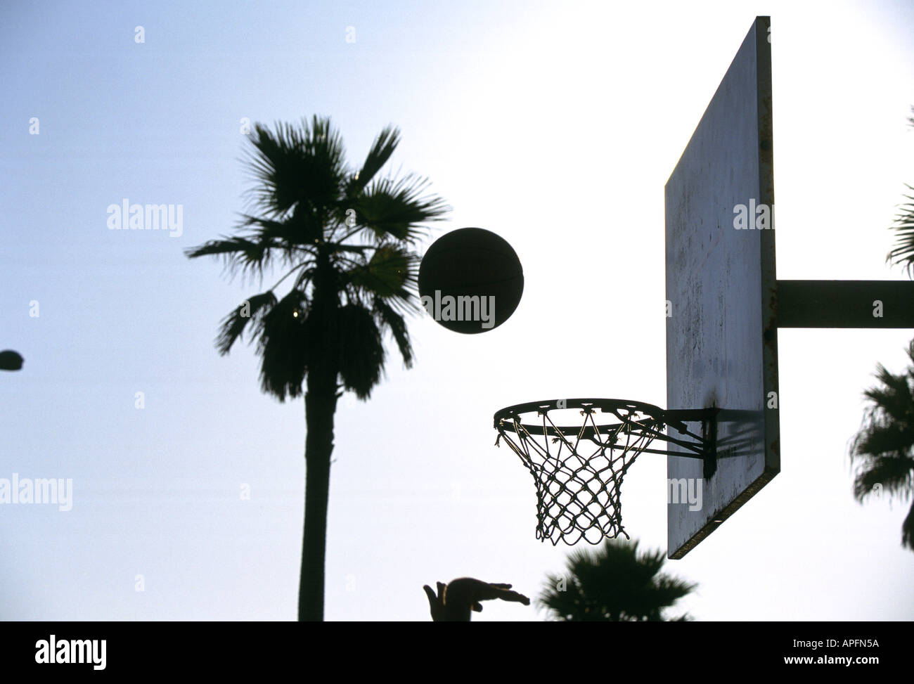 Palm tree basketball hi-res stock photography and images - Alamy